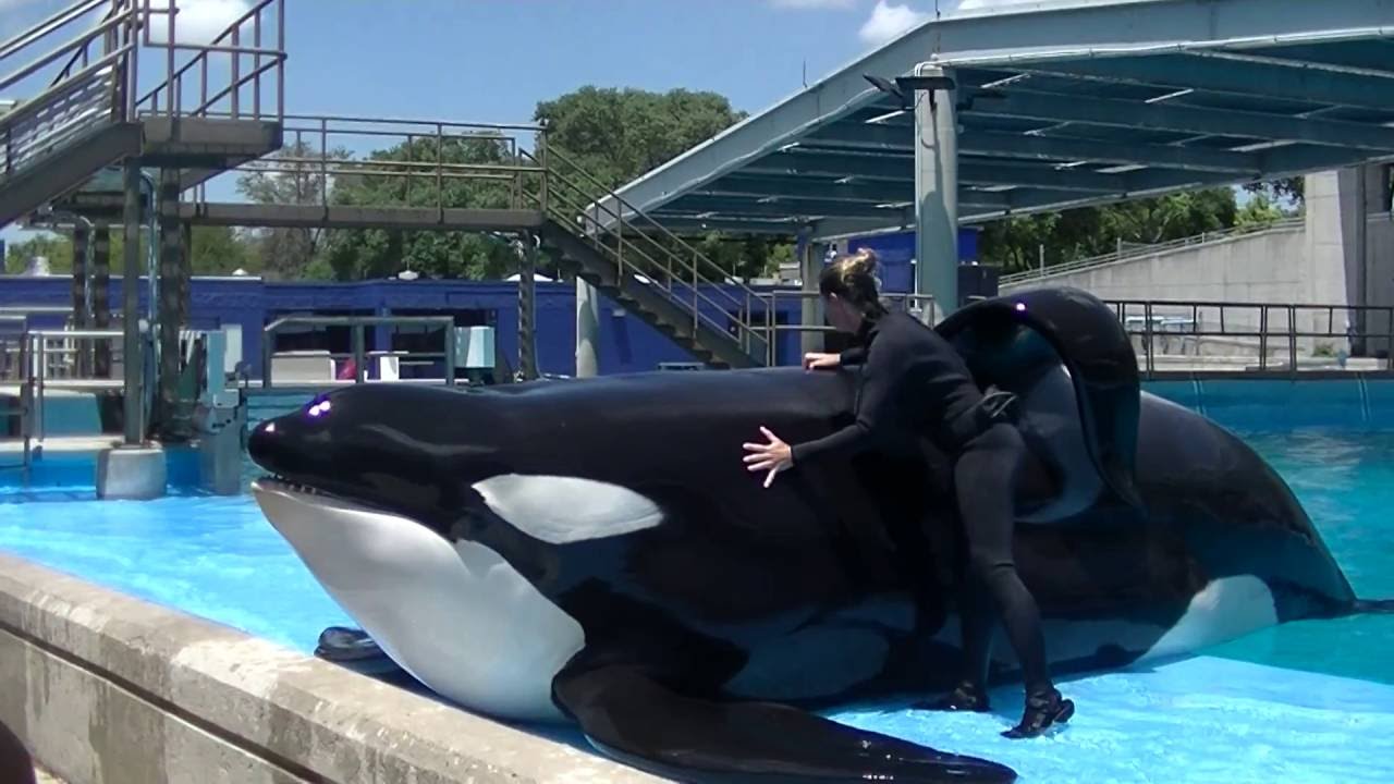 Dine with Shamu (Full HD) August 10, 2016 - SeaWorld San Antonio - YouTube