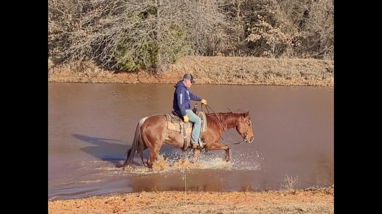 Mississippi Starlite - 2014 Sorrel Rabicano AQHA Mare - YouTube