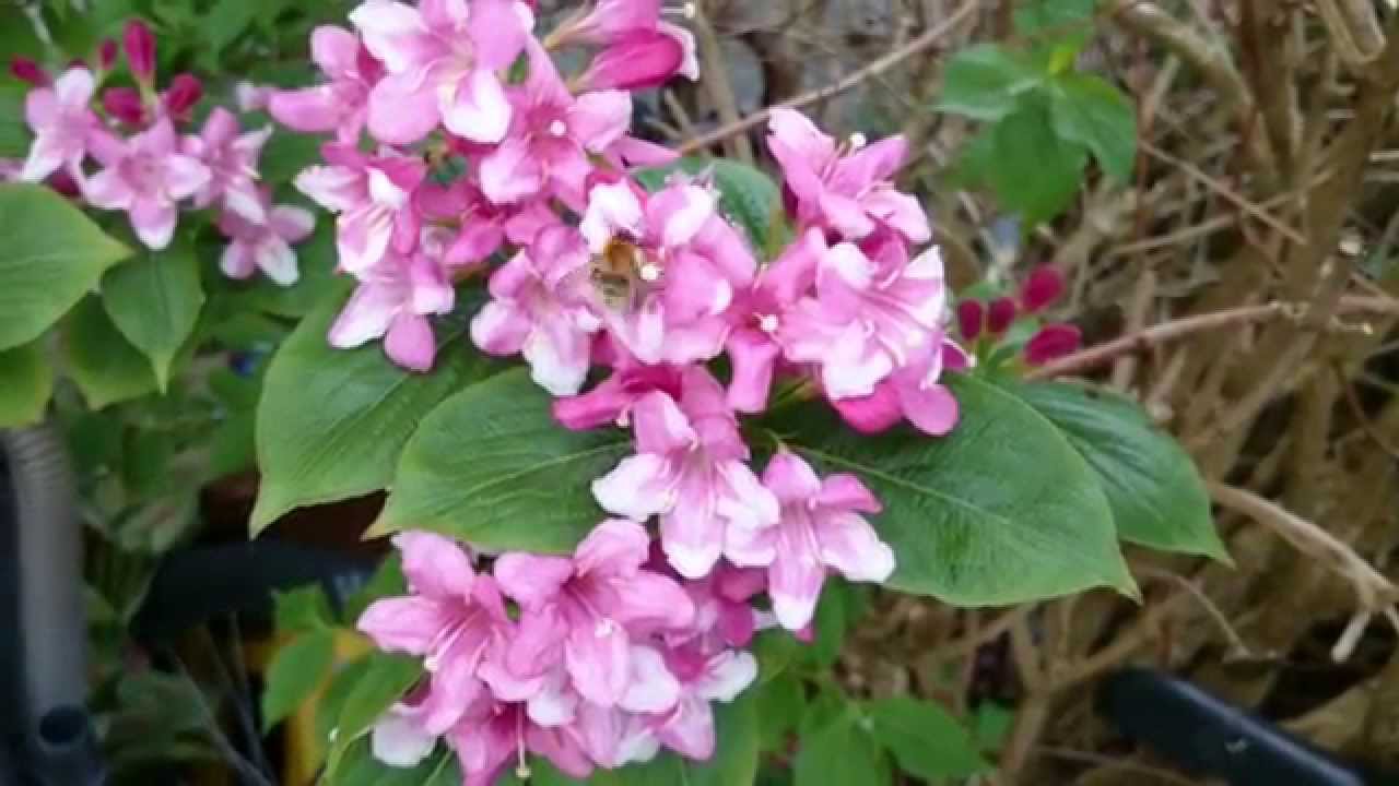 Bumble Bee Collecting Pollen and Nectar from Flowers in 4K UHD - YouTube