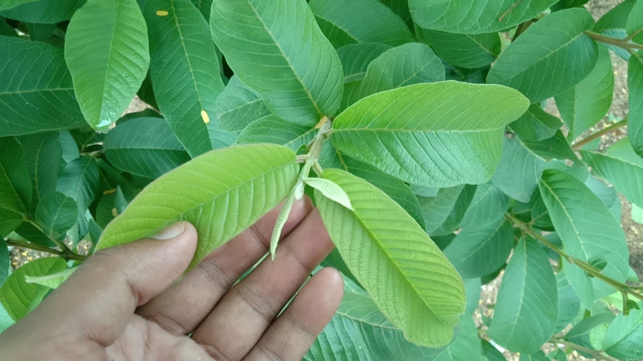 జామ చెట్టు మీ ఇంట్లో ఉందా అయితే ఇది తెలుసుకోండి || Jama Chettu ...