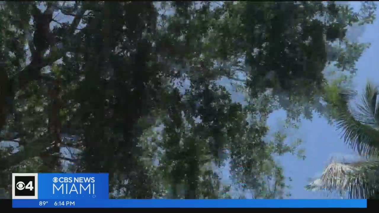 Initiative to plant more trees in Miami-Dade County - YouTube