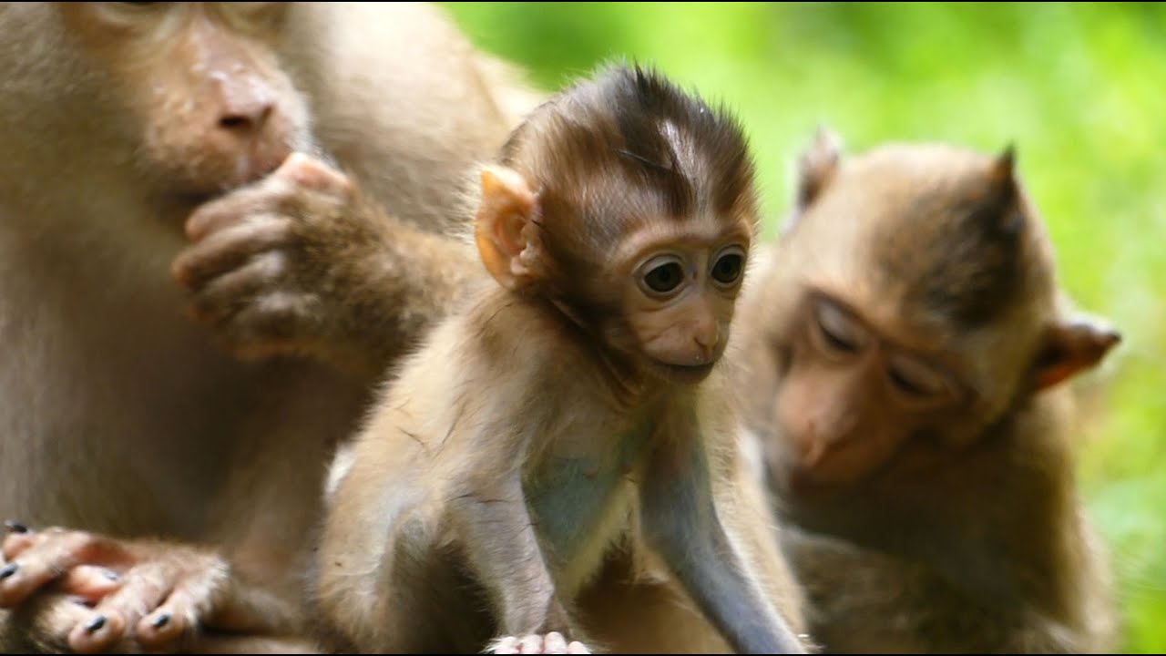 Young Monkey Tim Try Talking Convince With Lip Smacking Gesture With ...