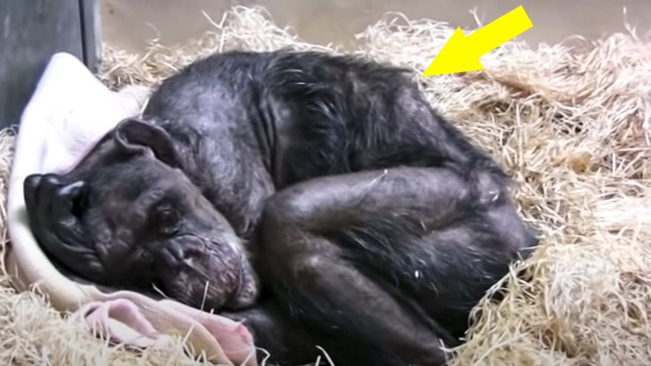 Chimp Who Spent Years Chained To A Tree Hugs The Man Who Saved Her ...