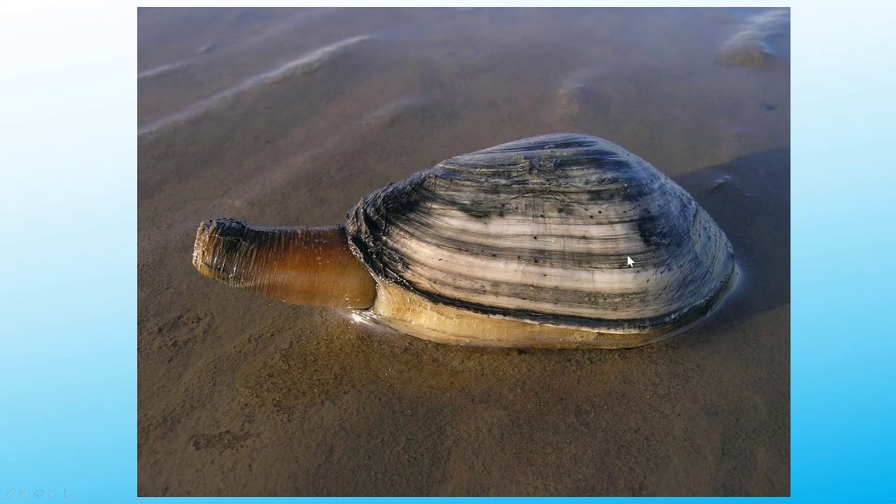 Mya arenaria - YouTube