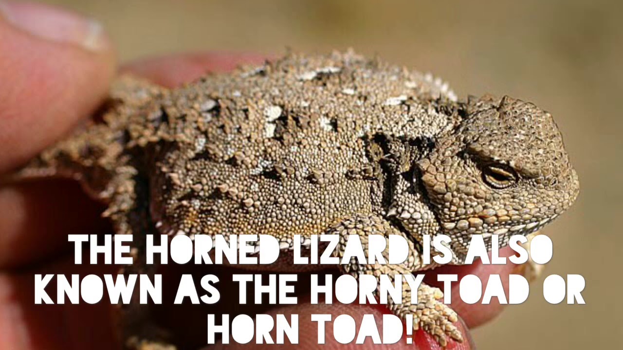 HORNED LIZARD WONDERFUL FACTS YouTube horned-lizard-wonderful-facts-youtube