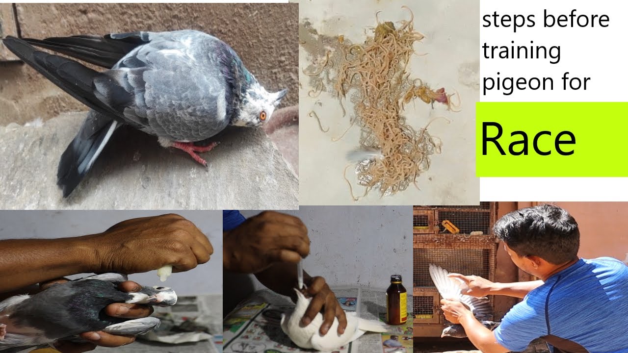 Preliminary step in Tippler pigeon racing - YouTube