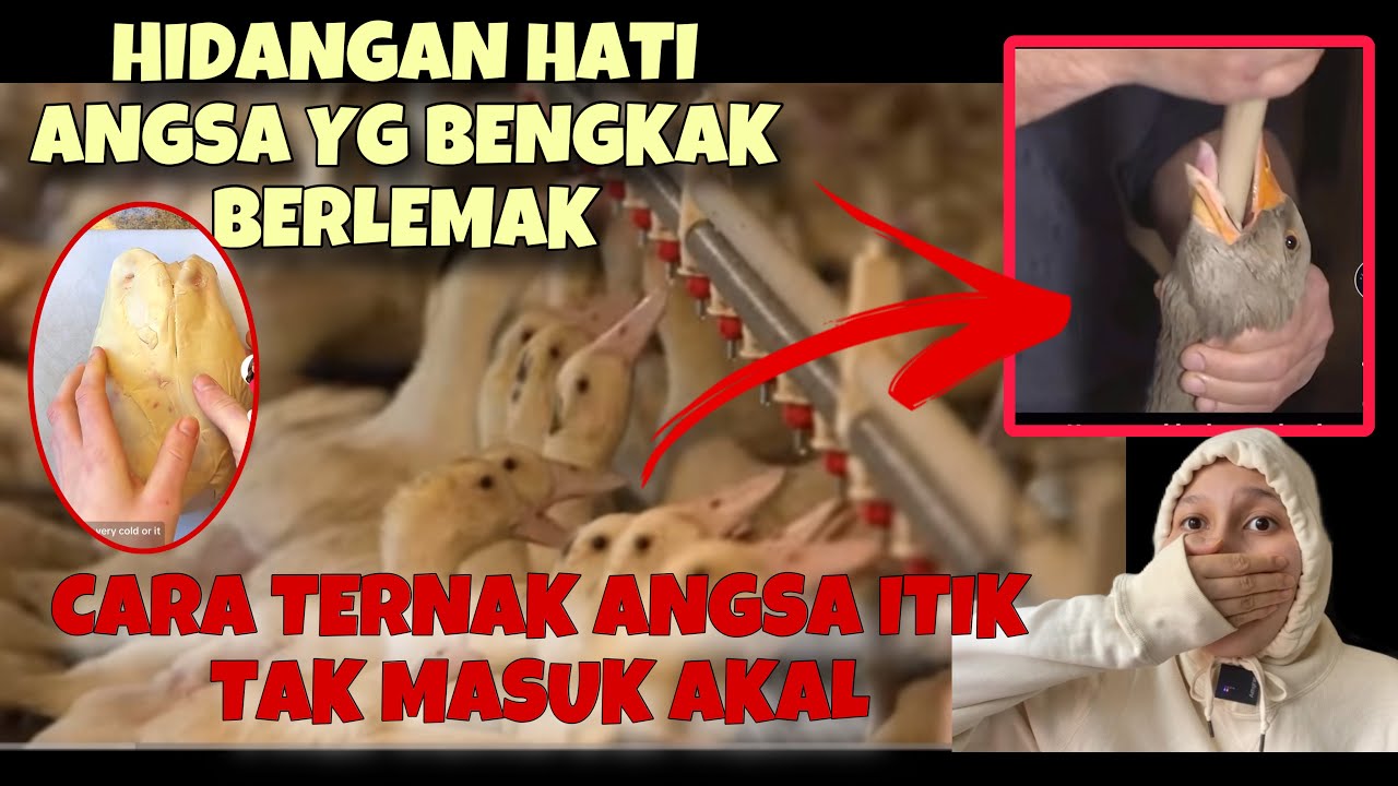 HIDANGAN MEWAH HATI ANGSA YANG BENGKAK l FOIE GRAS l MAKANAN PENUH ...