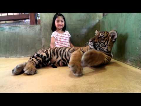 Danish WITH Tiger