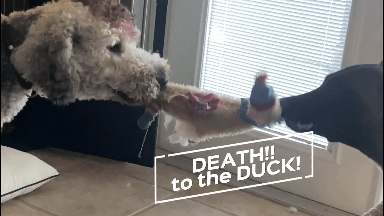 Death to the duck! - YouTube