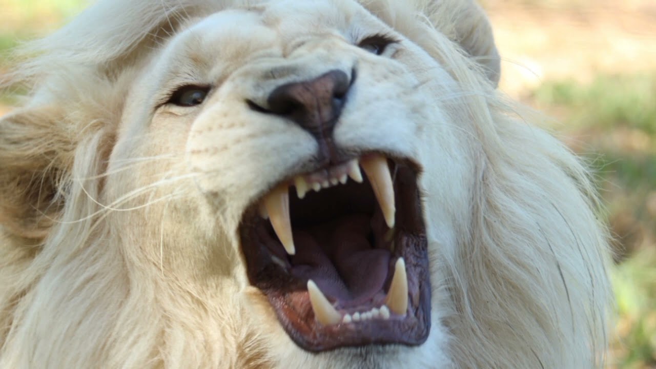 White Lion Sound effects|The roar - YouTube