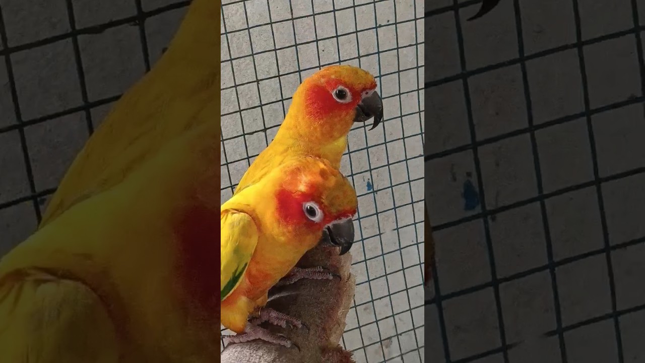 main tere ishq me #like #birds lover #java birds #birds farm#shorts # ...