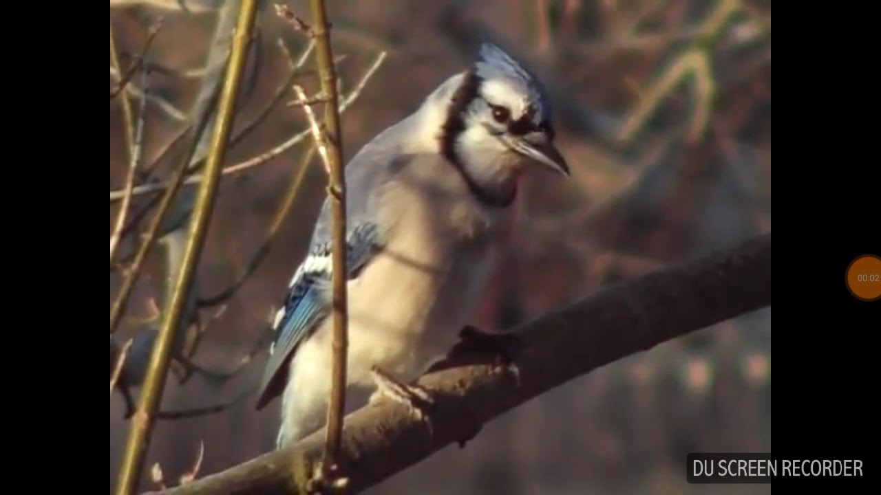 Bird Hears Cry for Help ): - YouTube