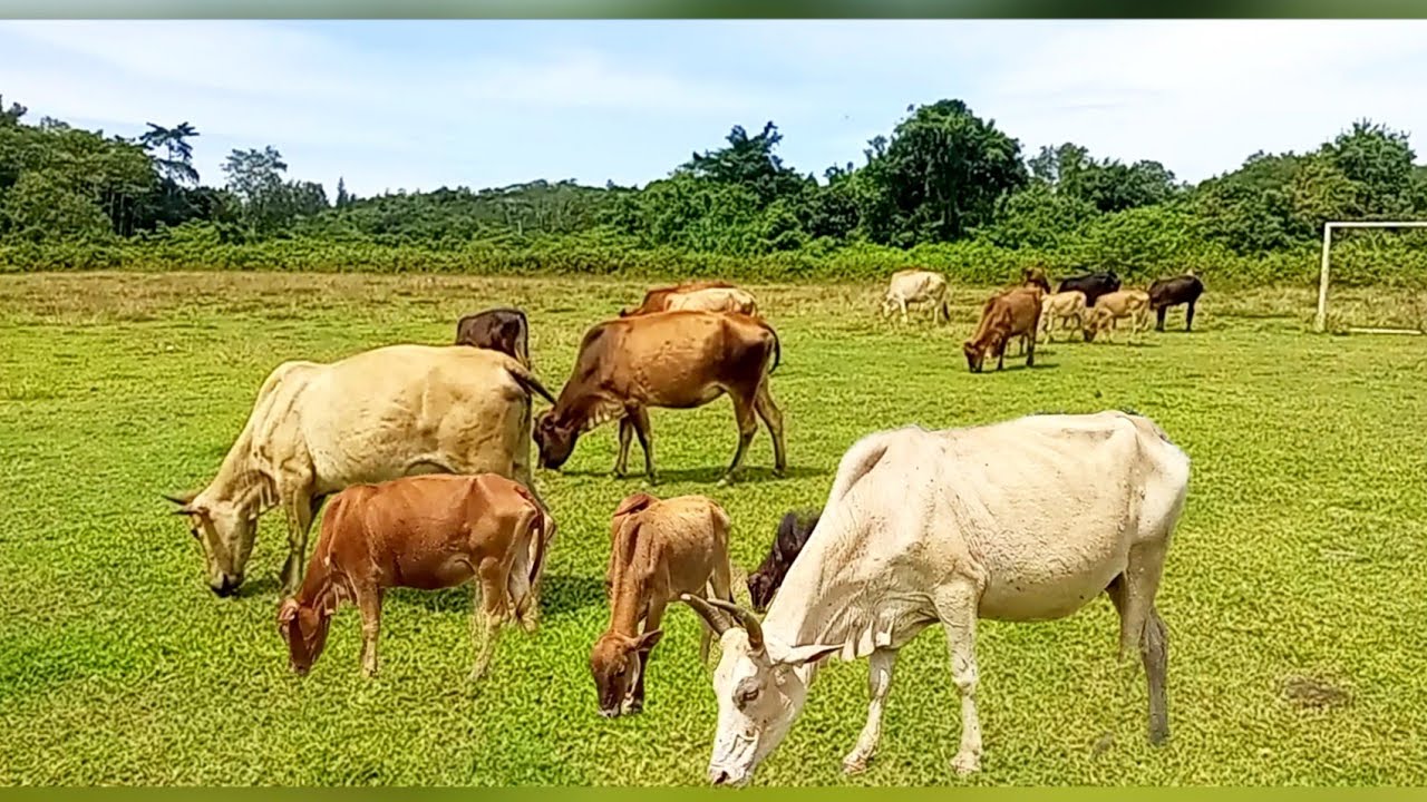 kawanan sapi lembu kampung makan rumput di lapangan bola,sapi jinak dan ...