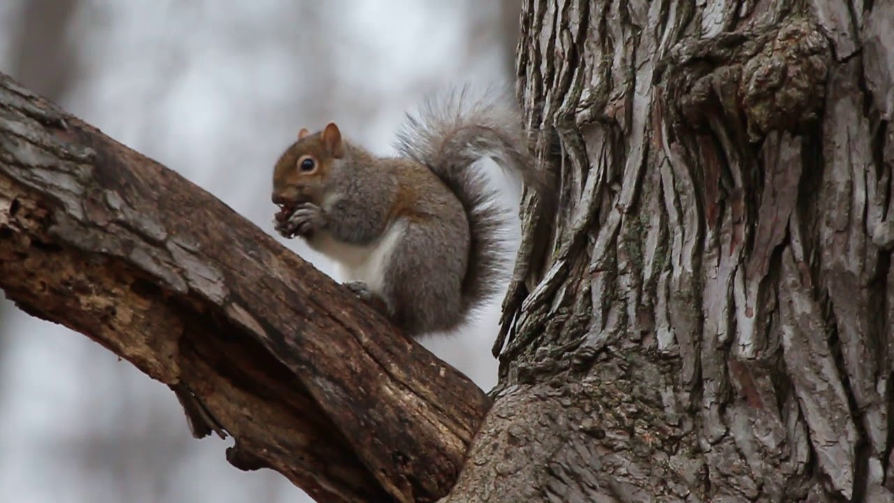 Eastern Grey Squirrel Eating, 3-8-2019, Forest Park, St.Louis, Missouri ...