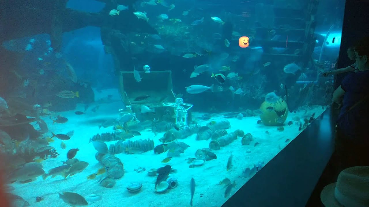 aquarium - YouTube