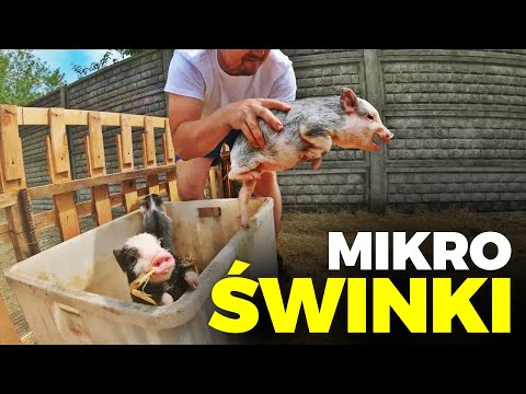 🐖 MIKRO ŚWINKI 🐖 dostałem 6 świnek od WIDZA 💪 MOJE MINI ZOO / odc. 221