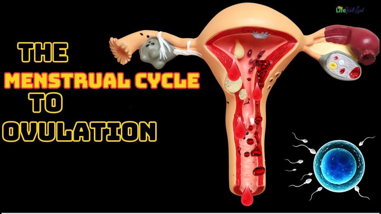 The Menstrual Cycle From Menstruation to Ovulation | 3D Animation - YouTube