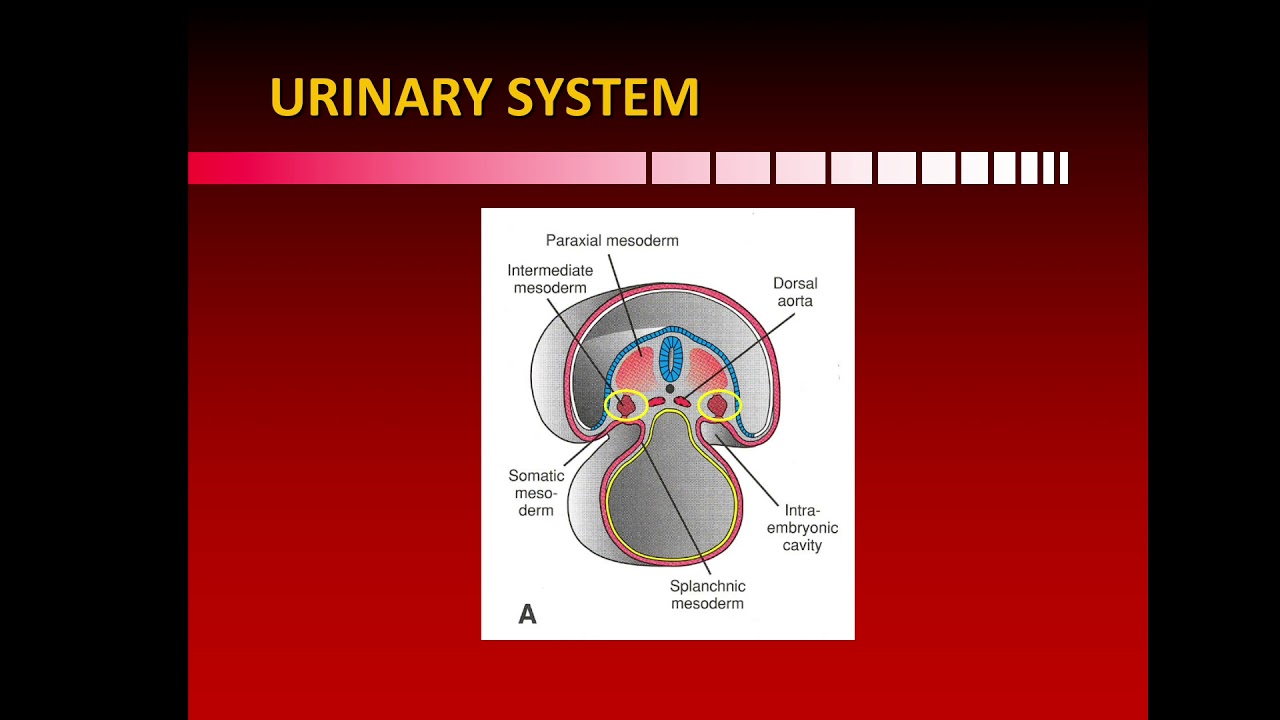 Easy way to understand development of Urogenital system -Kidney in ...