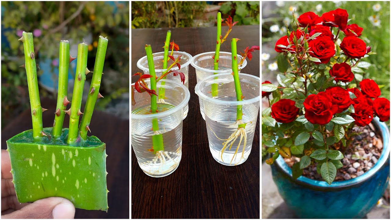 Best & easy to grow rose plant at home from cutting || Water ...