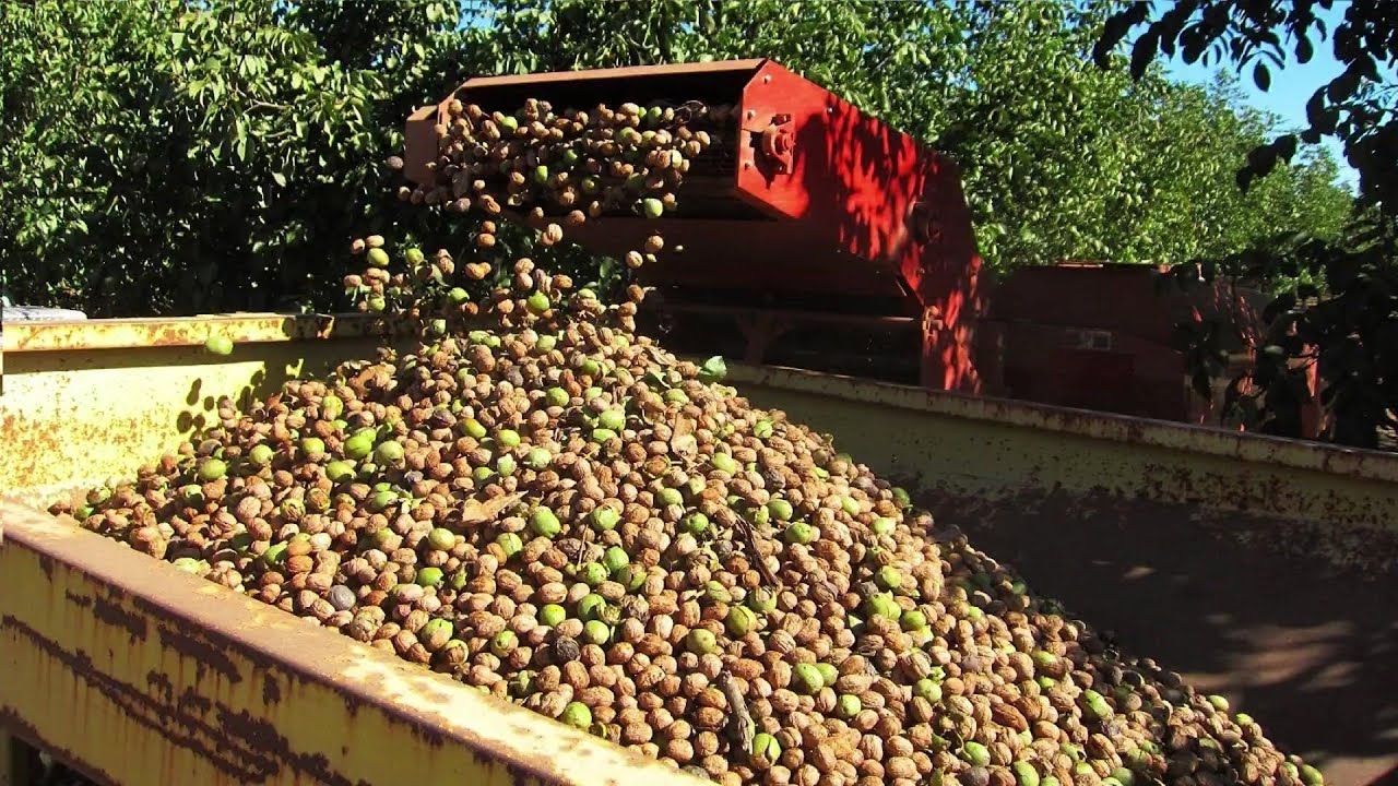 The Life Cycle of Walnut | Modern Agricultural Plant Harvest of Walnuts ...