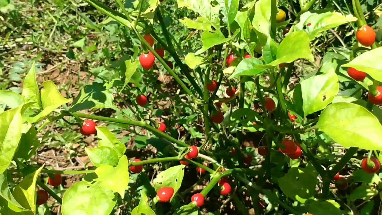 Pimenta Bode vermelha - YouTube