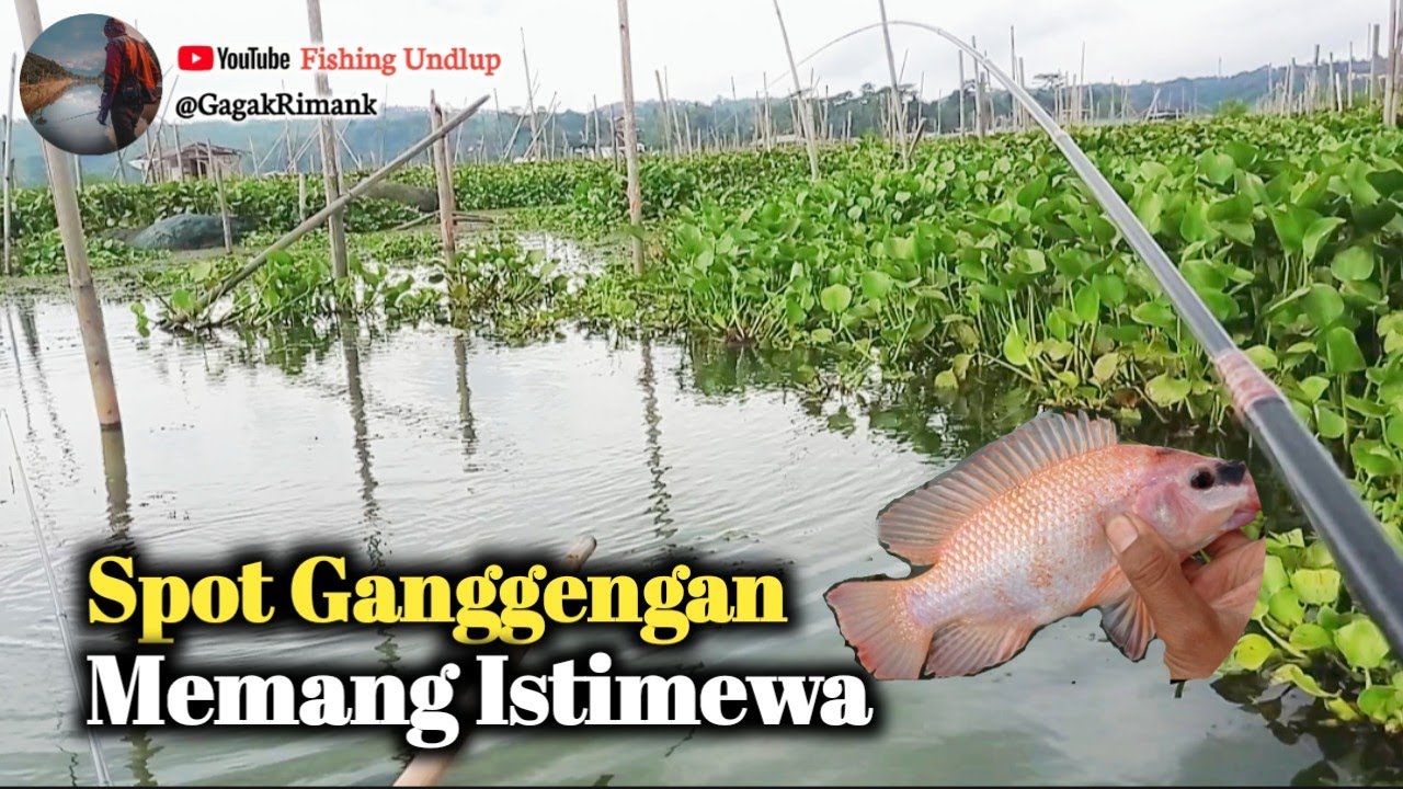 Ikan Mujaer Masih Melimpah/Mancing Rawa Pening.#FU-180 # ...