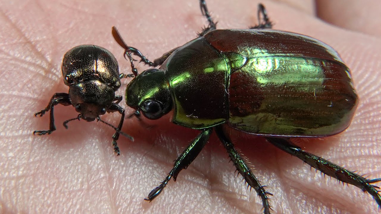 This could only be the smallest Scarab Beetle in the world - 5mm - YouTube