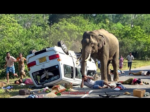  Shocking Wild Elephant Attack: Van Overturned on Highway! 🐘💥
