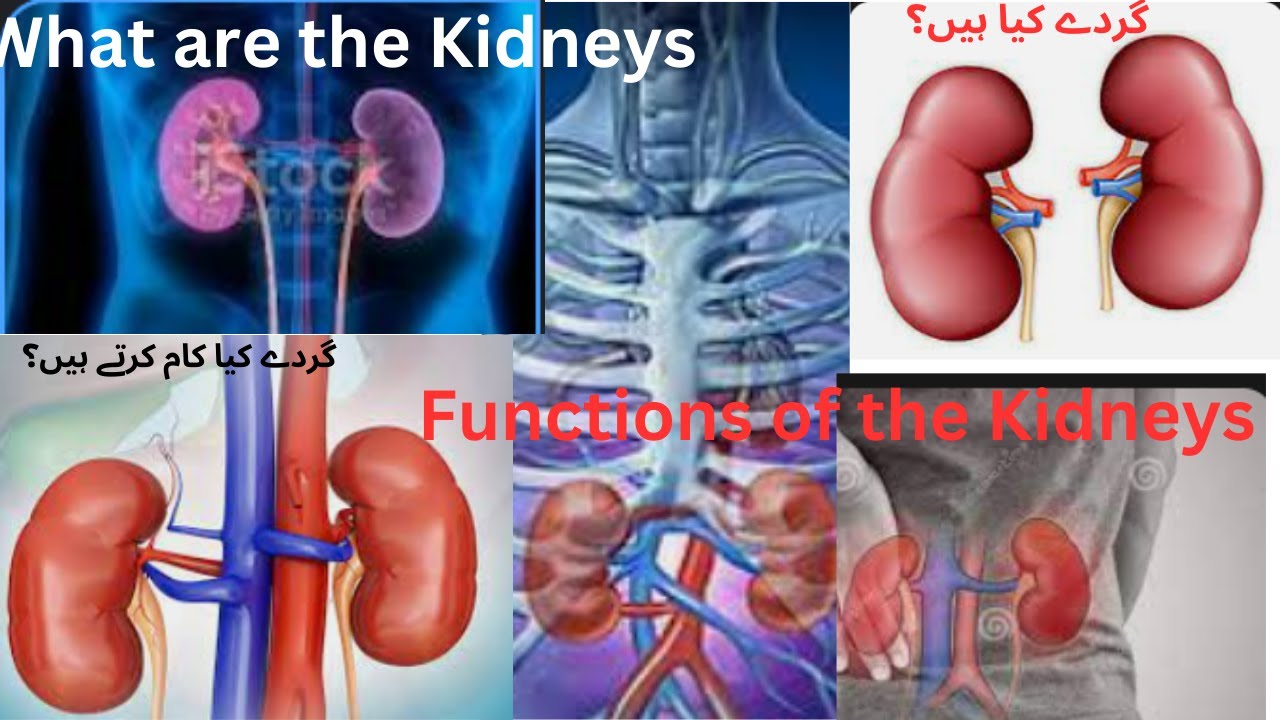 What is the Kidney?/ Functions of the Kidneys - YouTube
