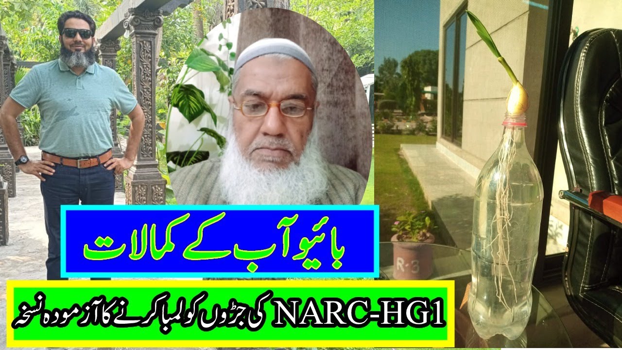 Benefits of Bio Fertilizer for NARC HG1 Garlic | Organic Fertilizer ...