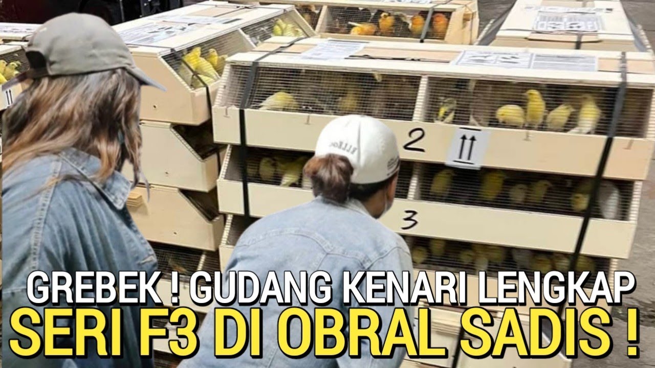 KENARI MANIA ! SERI TERLENGKAP MURAH SAMPAI KENARI F3 OBRAL DI PASAR ...