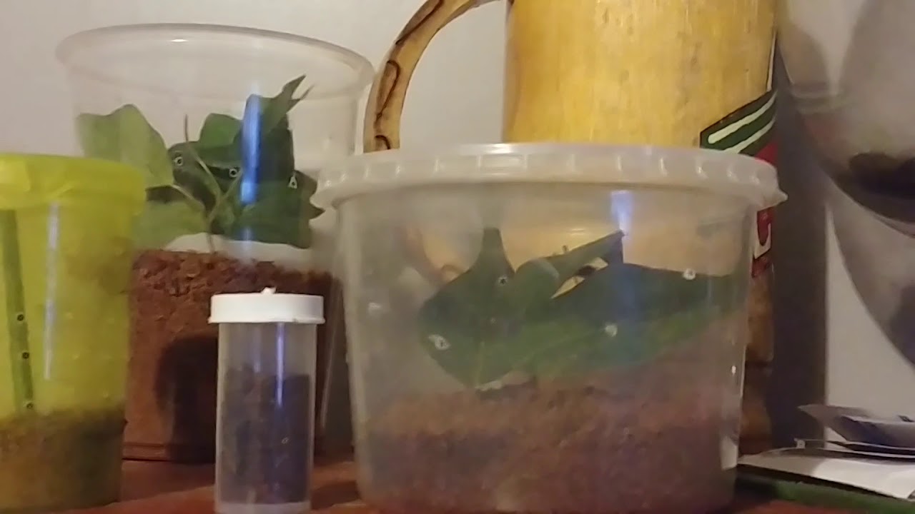 Avic sling wandering - YouTube