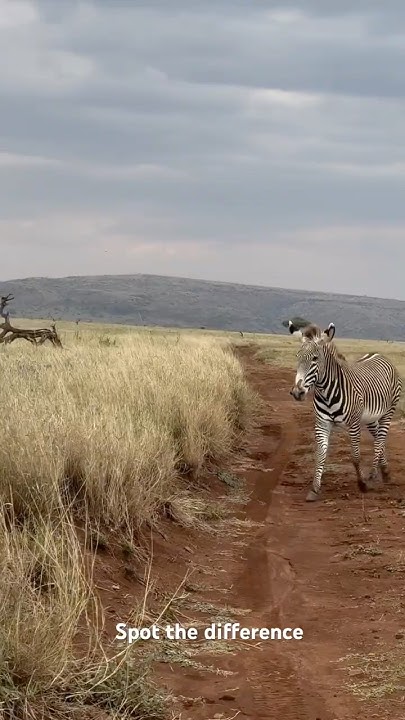 spot the difference #zebra #safari #adventure #fyp #relaxing #calm - YouTube