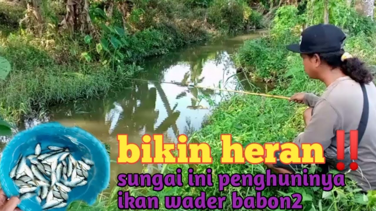 Mancing ikan wader di sungai‼️ bikin heran ikan wadernya babon2 - YouTube