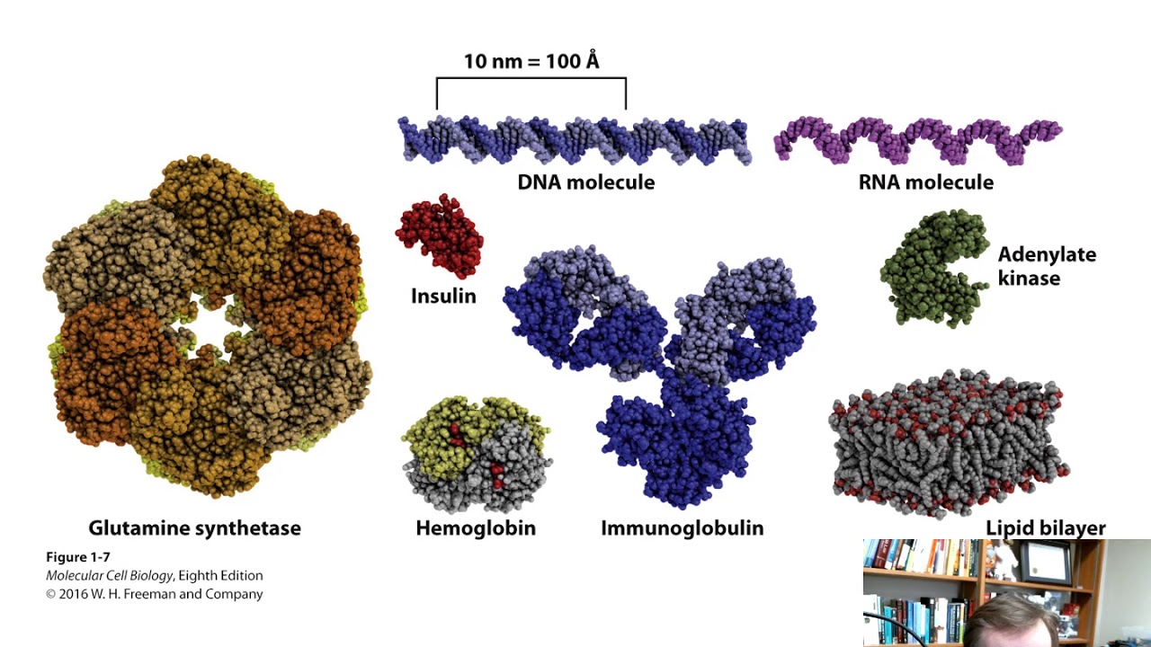 Molecules, Cells and Model Organisms (Chapter 1) - YouTube