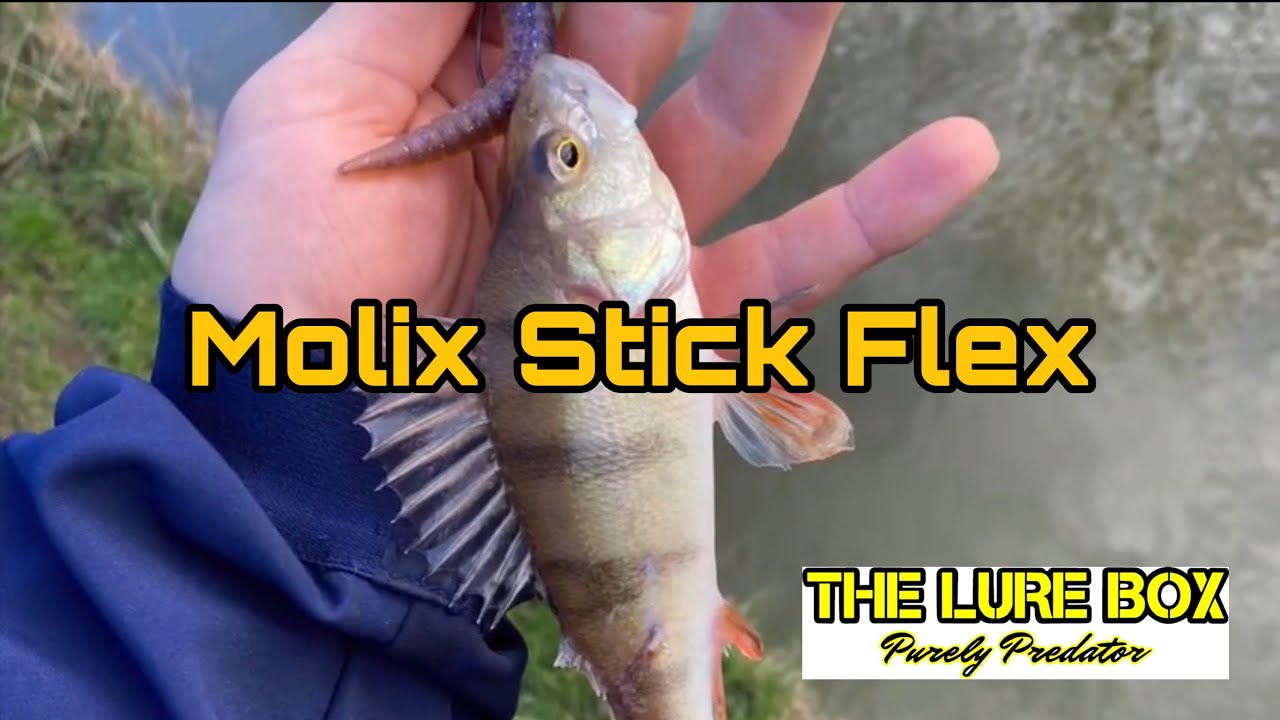 Perch on the Molix Stick Flex #lurefishing #molix #lurefishinguk - YouTube