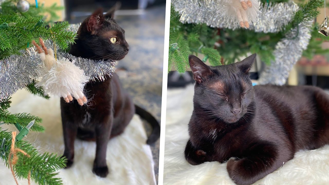 Kitten's First Christmas Tree! - YouTube
