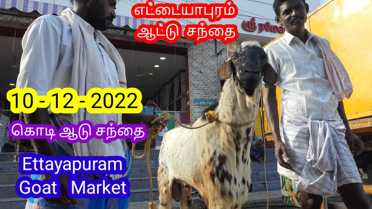10 - 12 - 2022 / எட்டையாபுரம் ஆட்டு சந்தை / கொடி ஆடு சந்தை ...