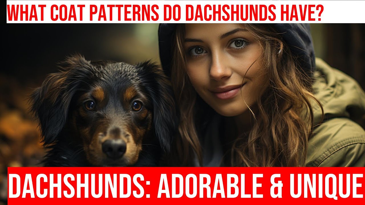 Exploring Unique Dachshund Coat Patterns - YouTube