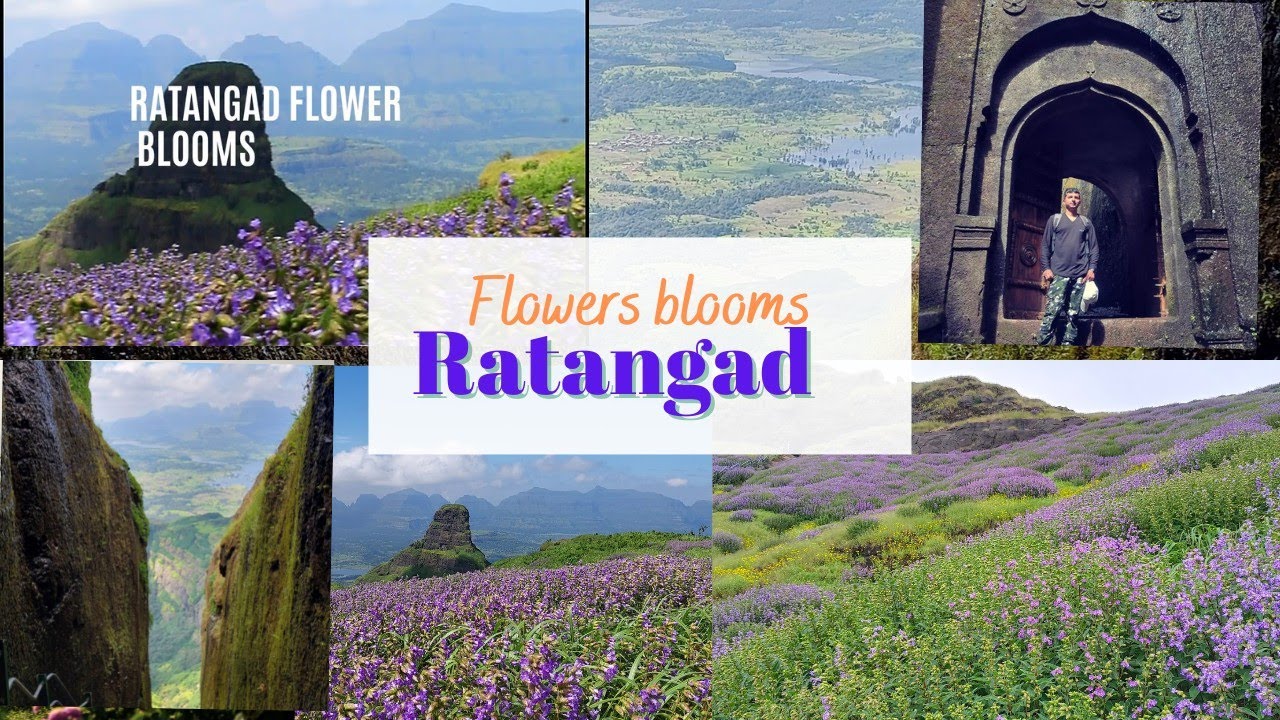 Ratangad fort trek,Karvi flowers,Ratangad fort. - YouTube