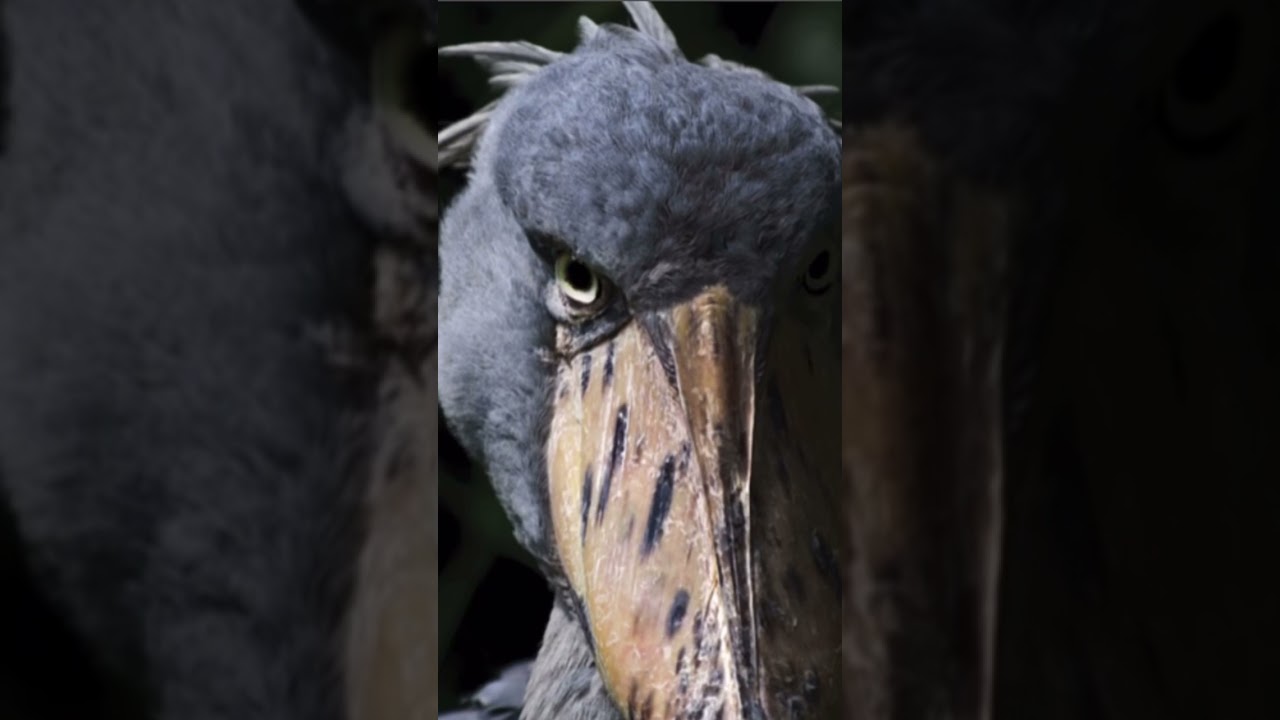 shoebill - YouTube