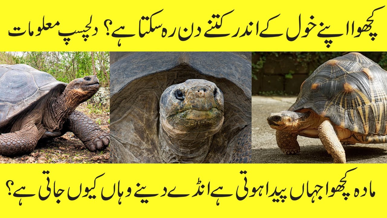 Amazing Facts About Tortoise In Urdu Hindi Information About Turtle Amazing Facts About Tortoise In Urdu Hindi Information About Turtle