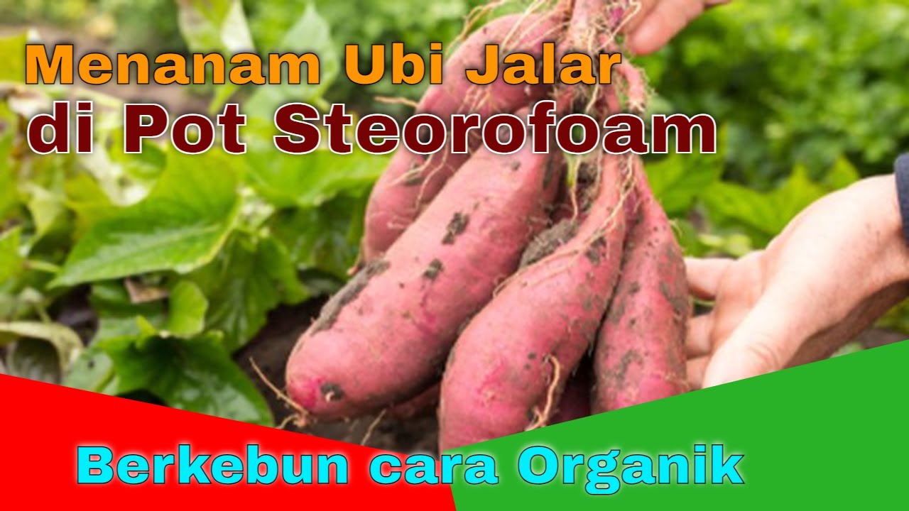 Cara Menanam Ubi Jalar di Pot Steorofoam dengan sistem Lanjaran Bambu ...
