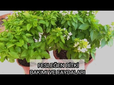 FESLEĞEN BAKIMI & FESLEĞEN FAYDALARI