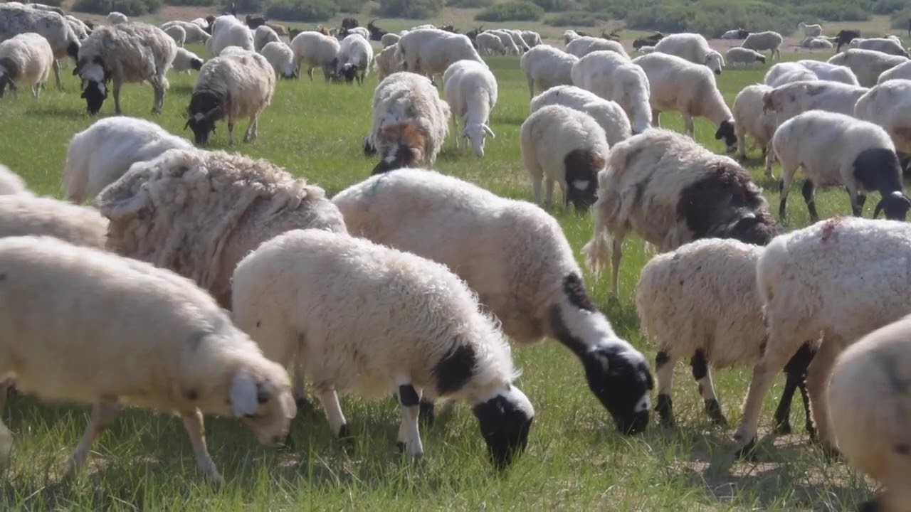 Countryside, Mongolian sheep - YouTube