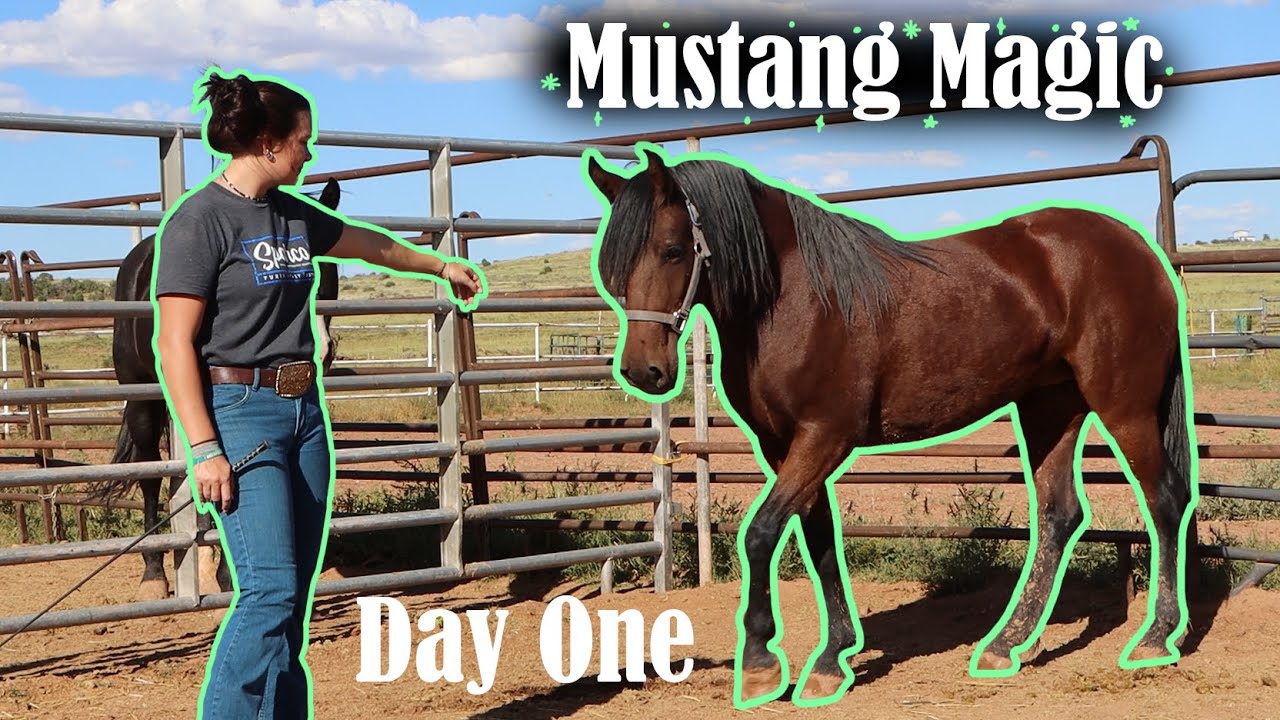 Day One with a Wild Mustang | Mustang Magic 2023 - YouTube
