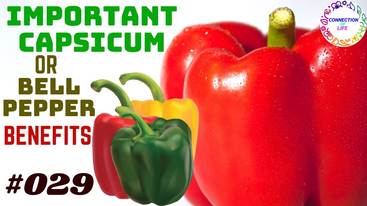 HOW TO HELP CAPSICUM OR BELL PEPPER FOR HEALTH | IMPORTANT CAPSICUM ...
