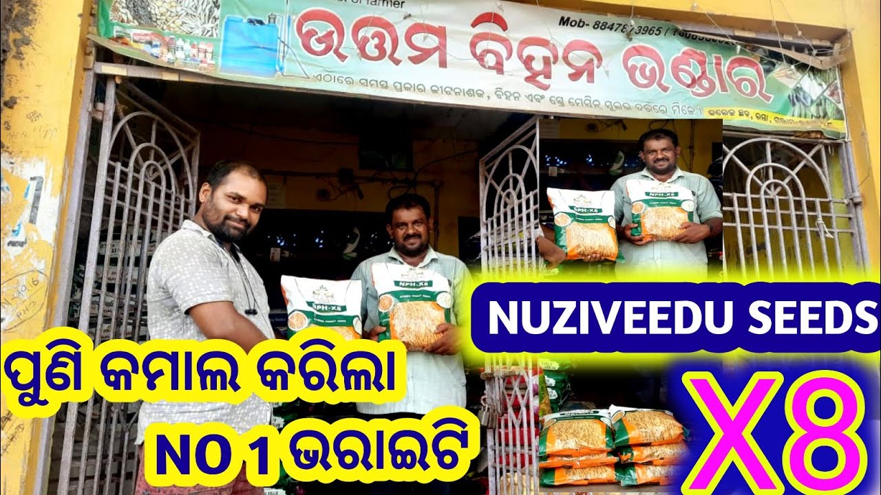 HYBRID PADDY SEEDS // NUZIVEEDU SEEDS X8 // 130-135 DAY HYBRID PADDY ...