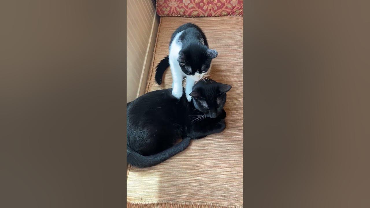 Gwyneth In House Cat Masseuse Youtube