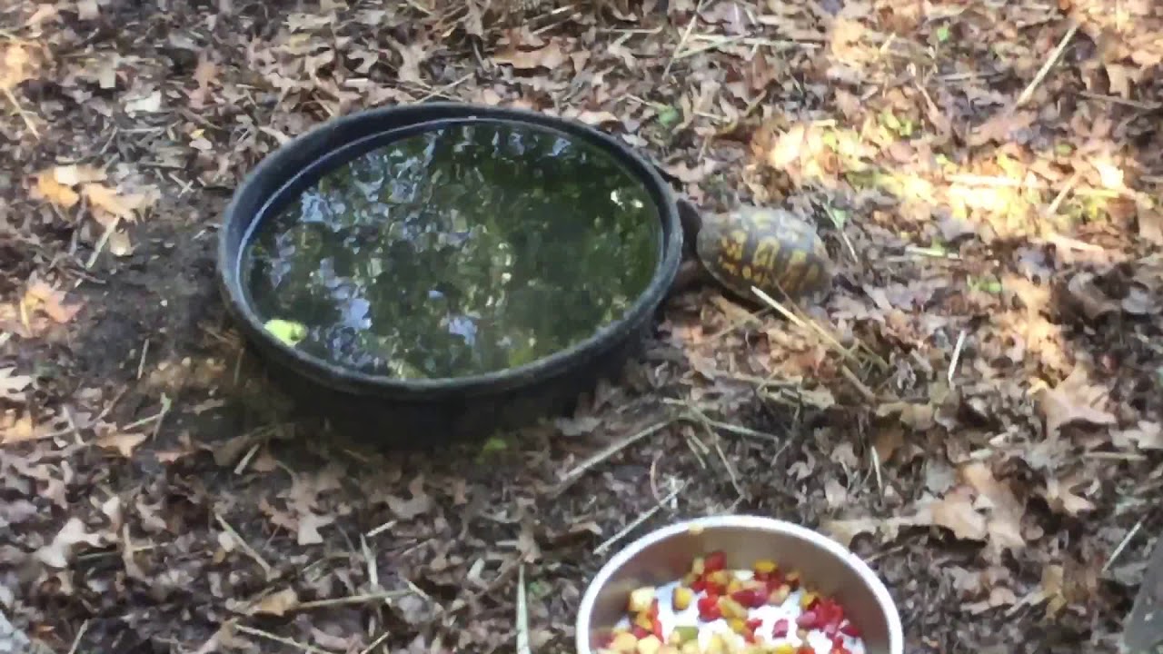 Turtle trying to get in pool - YouTube